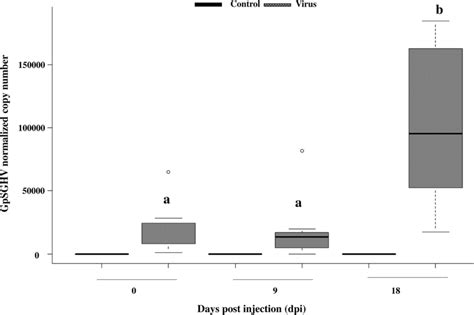 Detection Of Gpsghv Infection In Injected G F Fuscipes Download