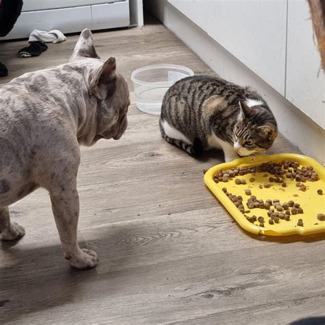 No Fs Given R Catsbeingjerks