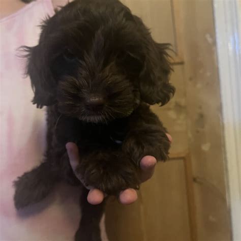 Cockapoo Sale Colliers End Hertfordshire Chocolate Cockapoos