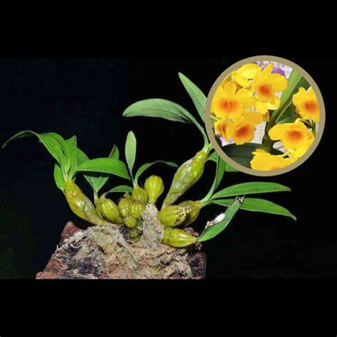 Dendrobium Tagged Dendrobium Cymus Nurery