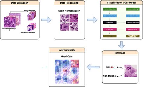 Toward Interpretable And Generalized Mitosis Detection In Digital
