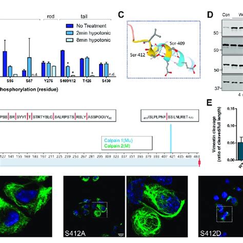 Hypotonic Stress Induces Time Dependent Cleavage And Reorganization Of