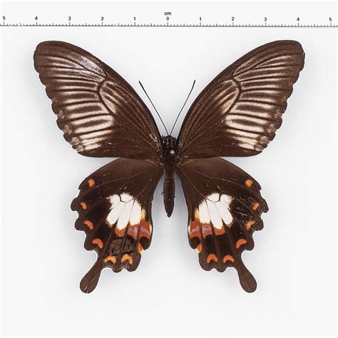 Papilio Polytes Ledebouria F Praxilla ♀ Marinduque Female Papilioblanc