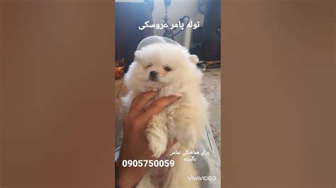 توله پامر نر ۴ماه دارای شناسنامه پامرانین سگ خرسی Youtube