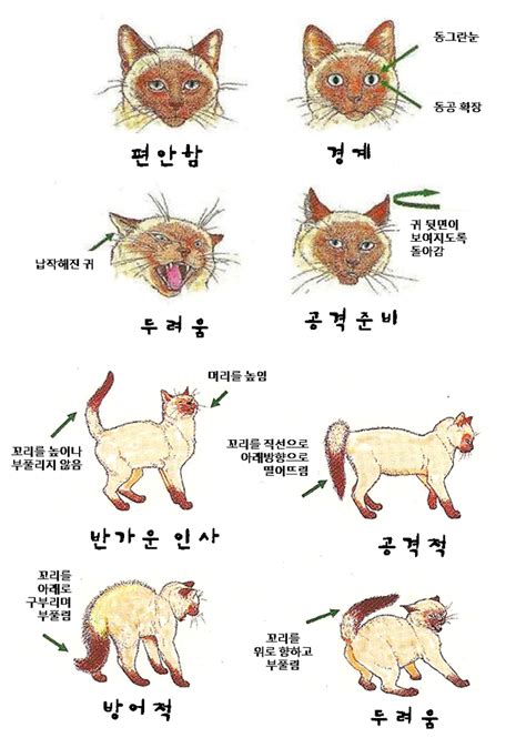 [고양이 몸짓 언어 고양이 언어 고양이 꼬리언어 고양이 꼬리] 고양이는 우리에게 무엇을 말할까 네이버 블로그