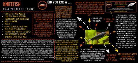 Royal Clown Knife Fish Chitala Blanci 15cm Sims Tropical Fish