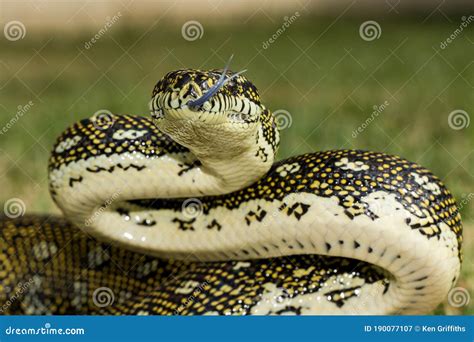 Diamond Python Stock Image Image Of Defence Reptile 190077107