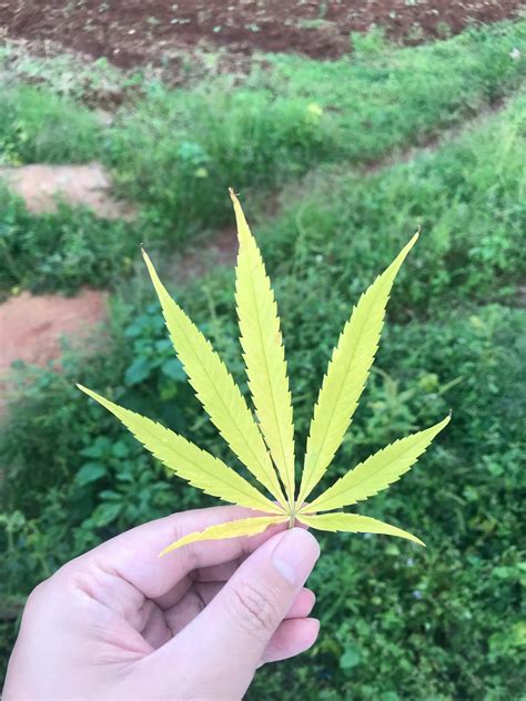 Ko Aung Min Htoo 摄影