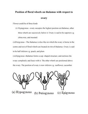 Functions Of Leaf All Leaves Change Sunlight Into Energy Through Photosynthesis The Leaves