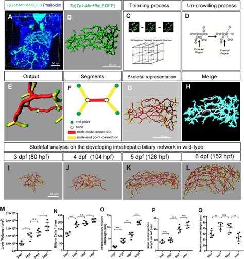 Skeletal Analysis Algorithm To Quantify 3d Branching Patterns A