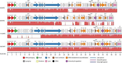 Genomic structure and nucleotide sequence comparison of λ like Download Scientific Diagram