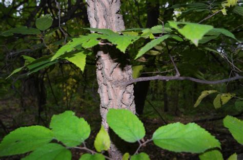 Can Someone Identify This Tree ResearchGate