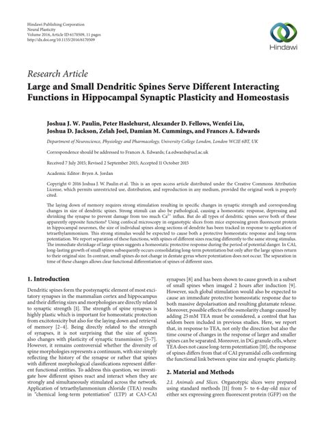 Pdf Large And Small Dendritic Spines Serve Different Interacting