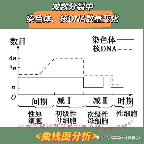 减数分裂染色体核DNA数目变化曲线图柱状图分析 知乎