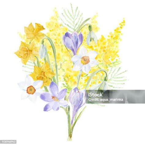 크 로커 스 수 선화 미모사 Snowdrops의 꽃 꽃다발 축제 봄 꽃 장식입니다 인사말 카드 또는 초대장 수채화 그림 수선화속에 대한 스톡 벡터 아트 및 기타 이미지