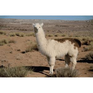 228 Animals That Start With L List Of Animals Beginning With L • 7esl