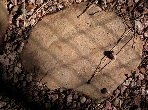 Free Images Tree Nature Rock Branch Texture Leaf Trunk Autumn