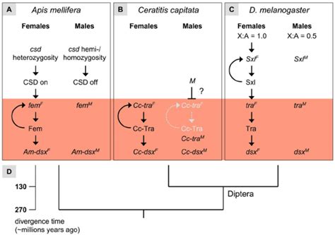 The Regulative Hierarchy Of Honeybee Sex Determination In Relation To