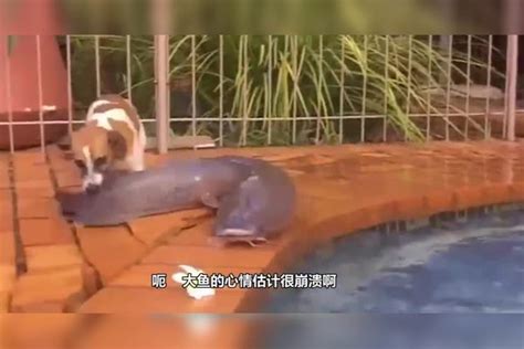 小主人在玩水狗狗以为有危险拼命拖上岸小主人的表情太逗了 上岸 狗狗 表情