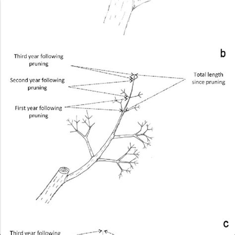 Response Growth Classification And Measurement A Epicormic Growth B