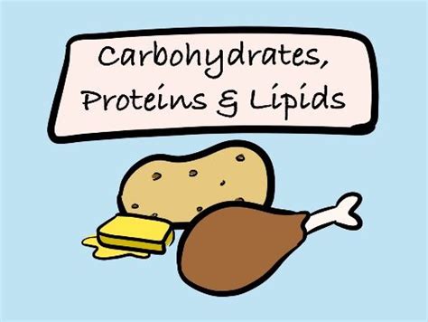A Level Biology Carbs Proteins And Lipids Teaching Resources