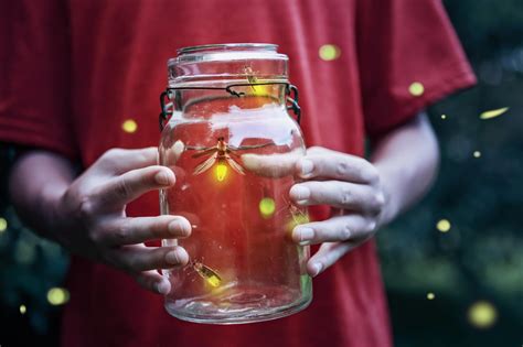 Why Do Fireflies Glow New Research Upends Current Origin Theories