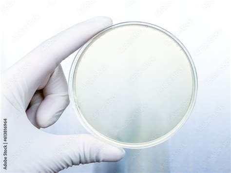 Microbial Experimenters Are Conducting Experiments In Modern Laboratory Stock Photo Adobe Stock
