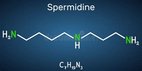 Spermidine Molecule Structural Chemical Formula On The Dark Blue Background Stock Vector