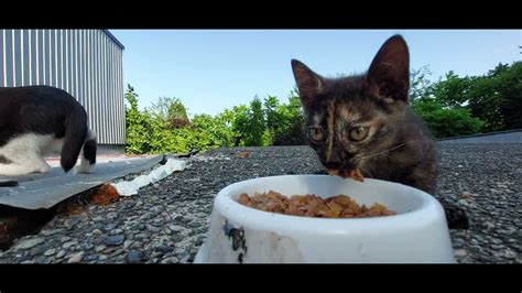 ცინტალი ცინტალი Youtube