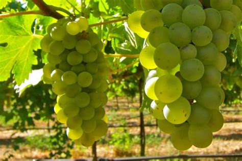 Chenin Blanc D Gusta Dot