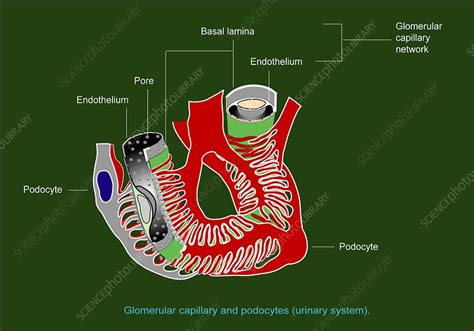 Glomerular Anatomy Diagram Stock Image C008 8619 Science Photo Library
