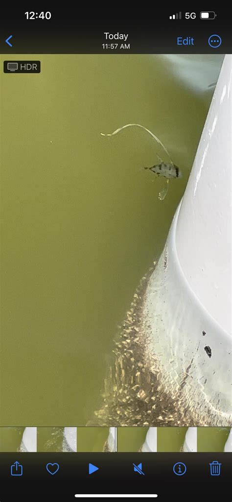 Alien Fish Rwhatisthisfish