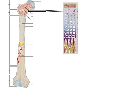 Diagram Of Bone Growth Quizlet