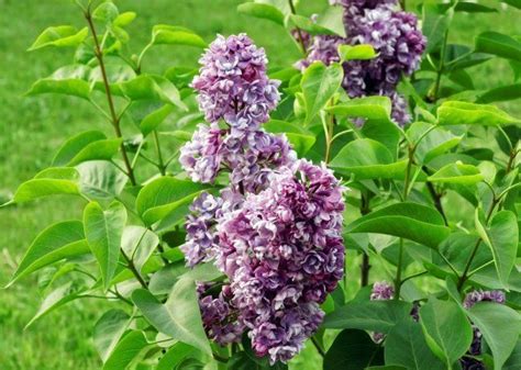 20 лучших сортов сирени фото с описанием В цветнике Огород Ru