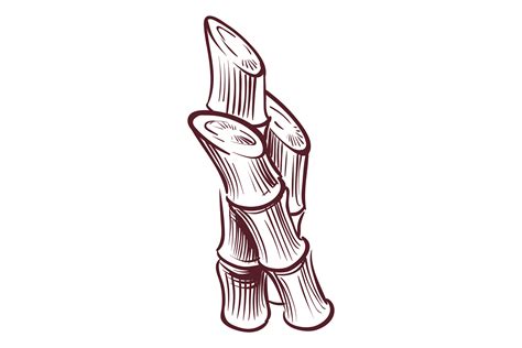 Sugarcane Stems Sketch Ink Drawn Sugar Graphic By Yummybuum · Creative