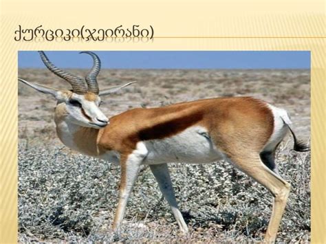 საქართველოში გადაშენების პირას მყოფი ცხოველები Pptx