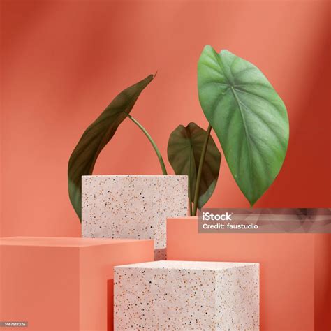 테라조와 사각형 녹색 칼라듐 하우스 플랜트 3d 렌더링 장면 템플릿의 빨간색 연단 0명에 대한 스톡 사진 및 기타 이미지 0명 3차원 형태 강단 Istock