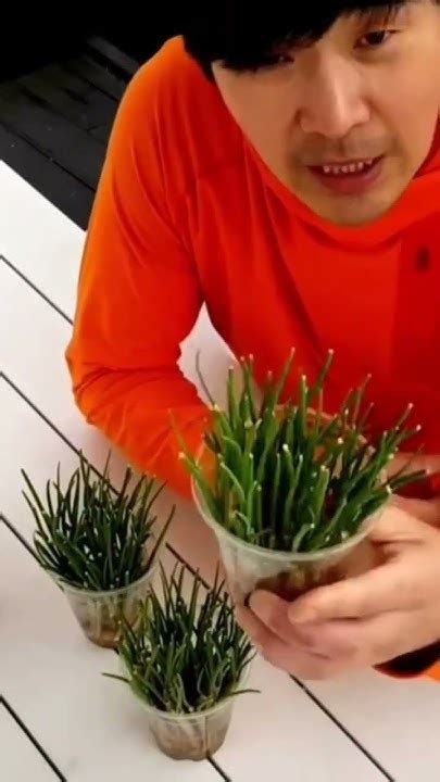 쪽파뿌리 버리지 마세요 수경재배 무한리필 쪽파수경재배 쪽파기르기 쪽파뿌리재활용 쪽파농사 쪽파테크 파테크 쪽파대파