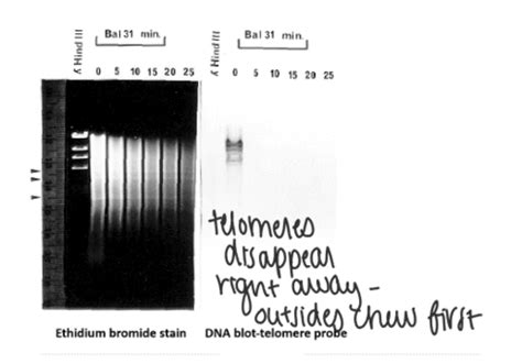 Lecture 6 Chromosome Structure Ii Flashcards Quizlet
