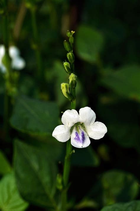 난초 꽃 흰 Pixabay의 무료 사진 Pixabay