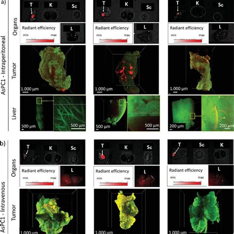 Biodistribution Of Ioh‐nps In Aspc1 Tumors And Organs Depending On Download Scientific Diagram