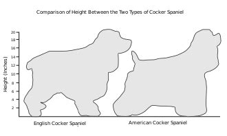 Cocker Spaniel Wikipedia