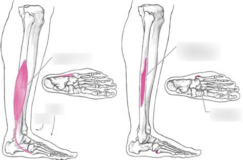 Fibularis Brevis Diagram Quizlet