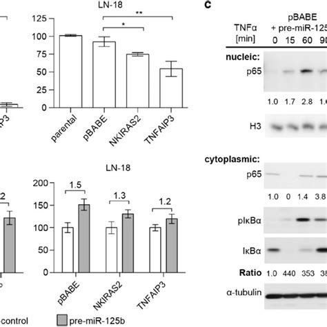 Mir 125b Induces Nf Kb Activity By Targeting Tnfaip3 And Nkiras2 A Download Scientific