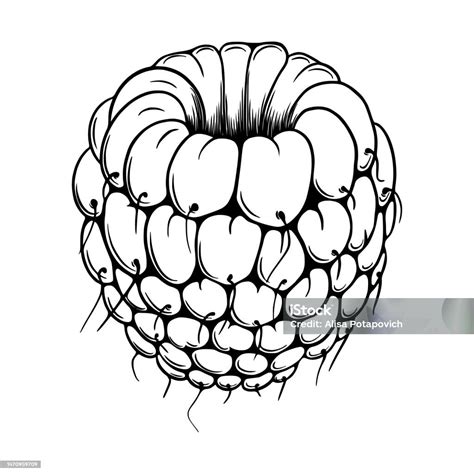 Hand Drawn Outline Raspberry Stock Illustration Download Image Now Art Berry Black Color