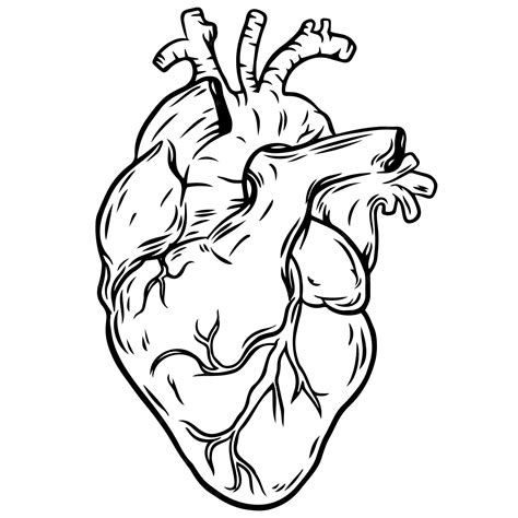 Premium Vector Human Heart Anatomy Vector Illustration In Black And