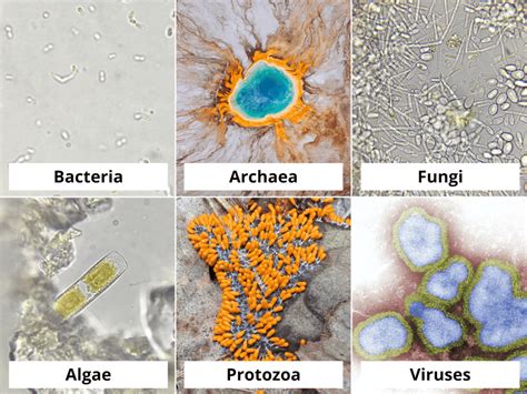what are the types of microbes and where can we find them joyful microbe