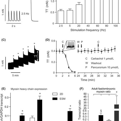 Satellite Cell Activation And Esm Regeneration In Response To Crush Download Scientific Diagram