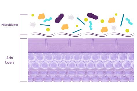 Seaweed And The Skin Microbiome Ishga Australia