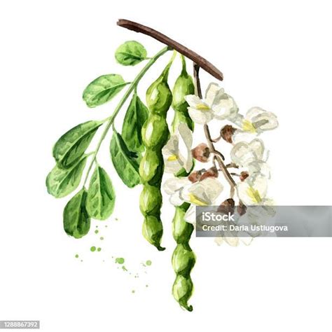 꽃 포드 잎 화장품 및 의료 허브와 꽃 아카시아 또는 소포라 자포니카 가지 흰색 배경에 고립 된 손으로 그린 수채화 그림 0명에 대한 스톡 벡터 아트 및 기타 이미지